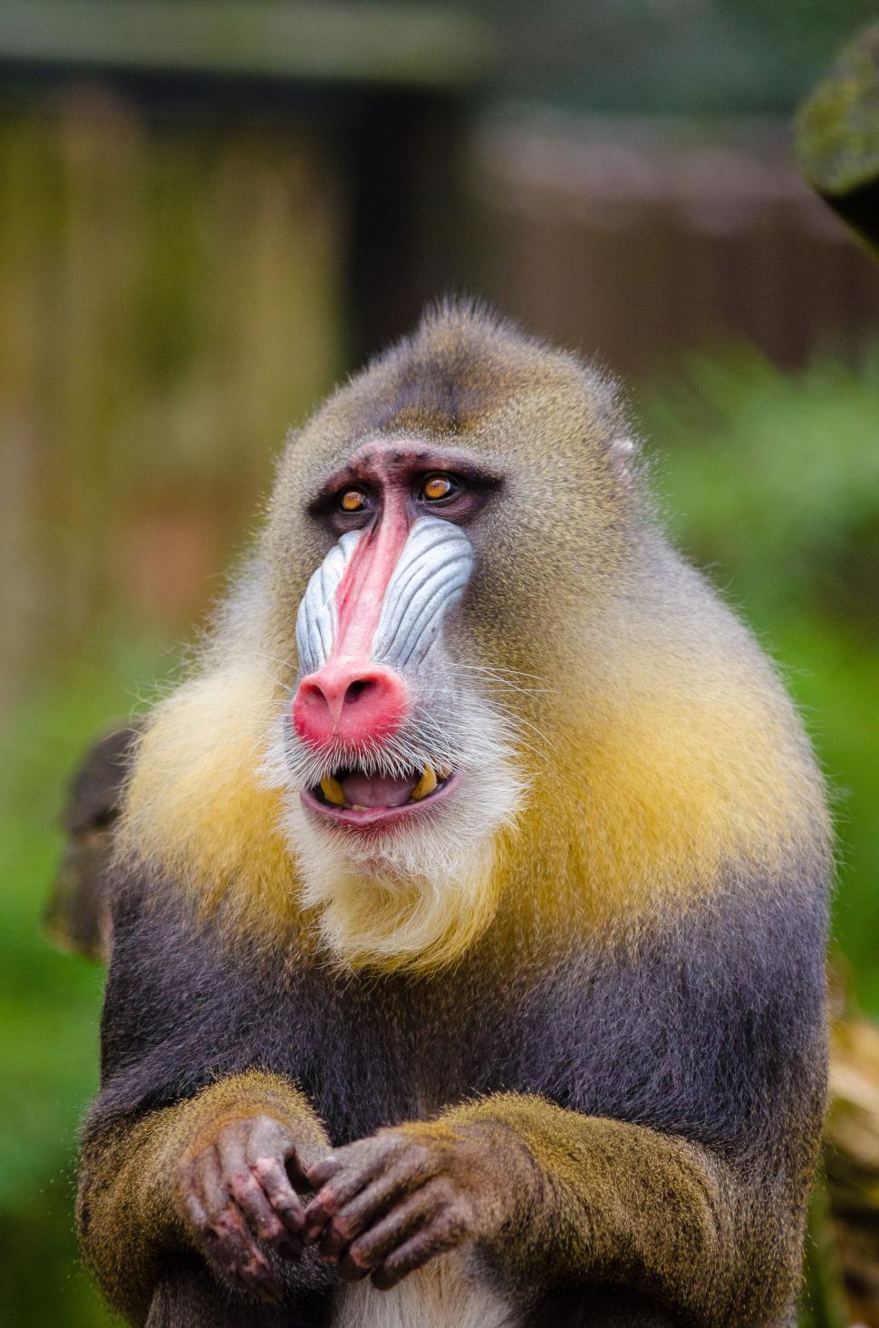 Free Stock Photo of Mandrill (Animal) | Download Free Images and Free ...
