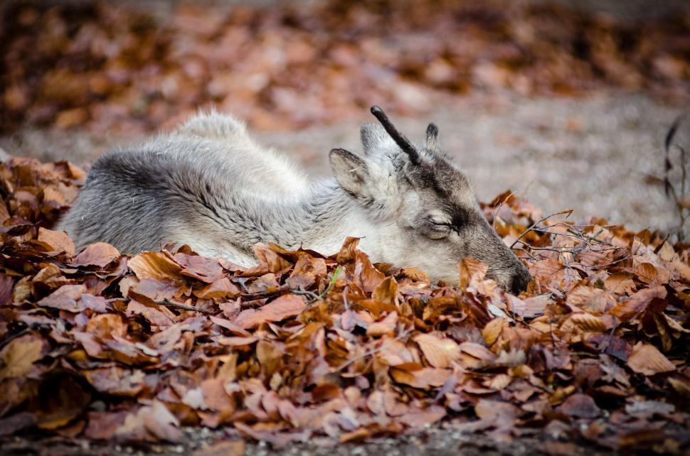 Free Stock Photo of Sleeping Antelope | Download Free Images and Free ...