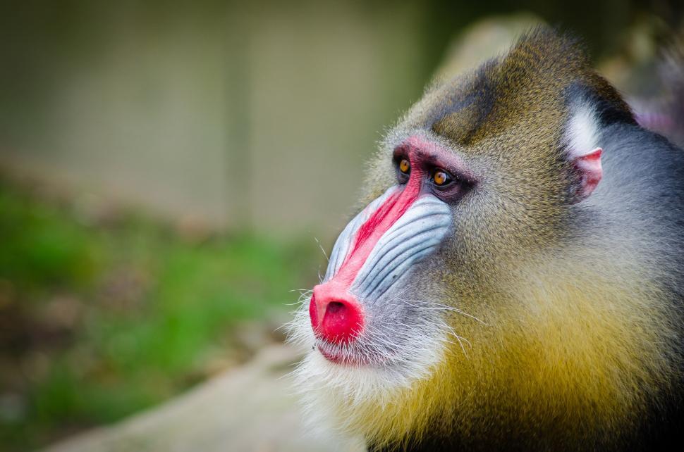 Mandrill Band Free Stock Photo Of Male Mandrill | Download Free Images