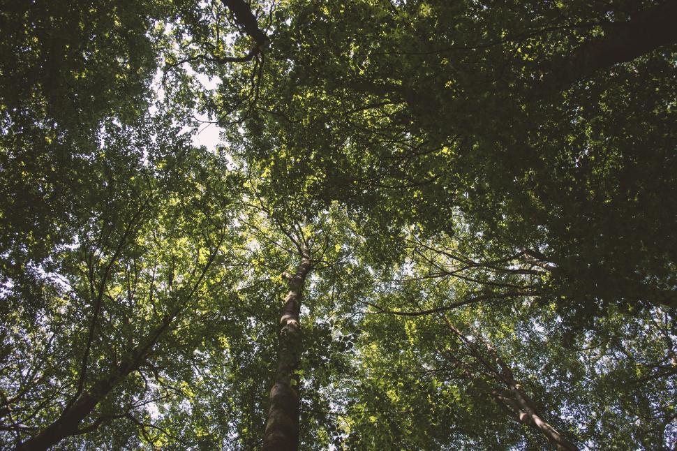 Free Stock Photo of Tree Leaves From Below | Download Free Images and ...