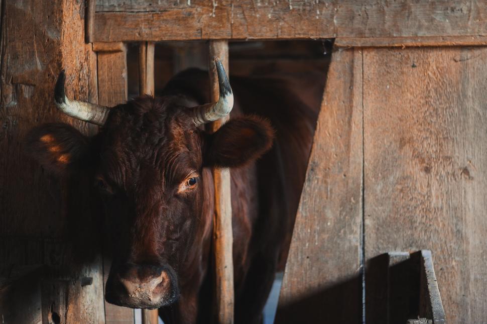Free Stock Photo of Bull in Barn | Download Free Images and Free ...