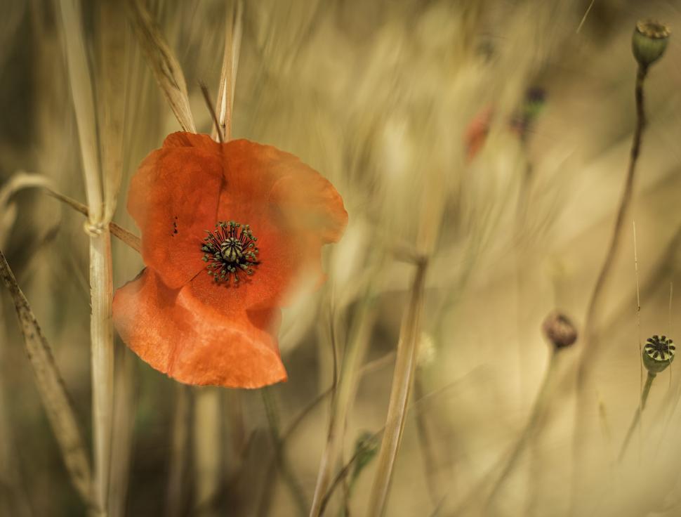 Free Stock Photo of Common poppy flower | Download Free Images and Free ...