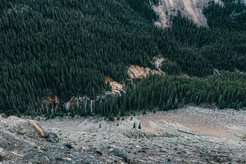 Free Stock Photo of Pine Trees | Download Free Images and Free ...