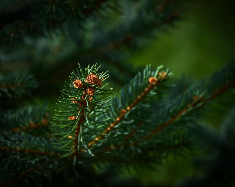 Free Stock Photo of Fir tree leaves | Download Free Images and Free ...