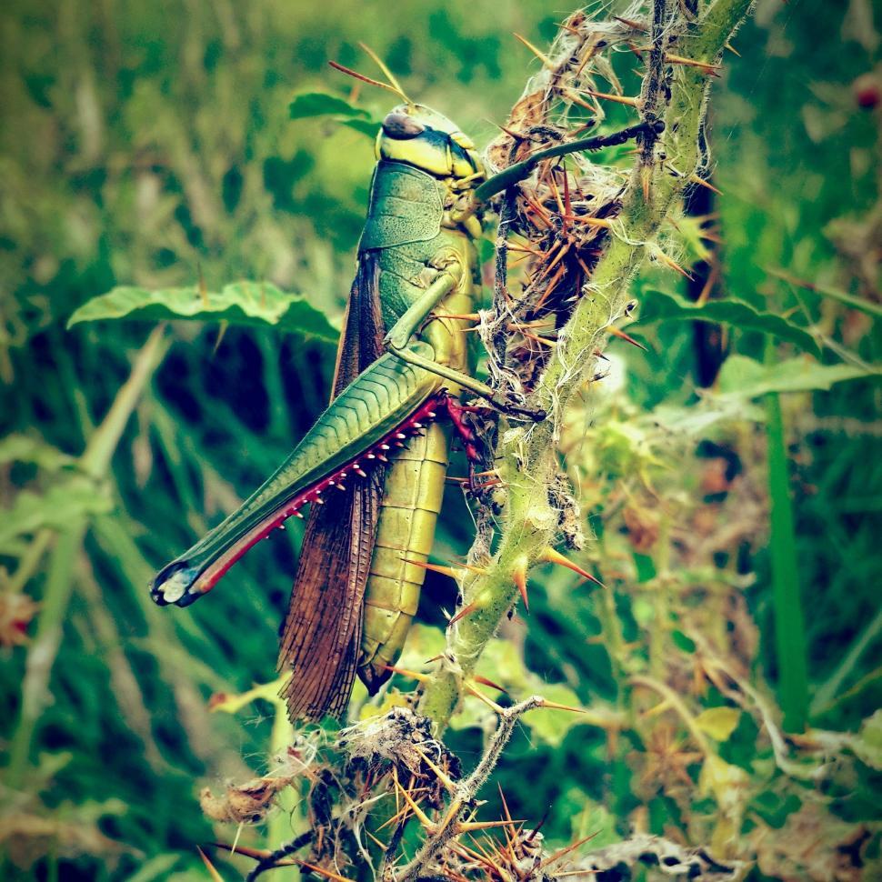 Free Stock Photo of Grasshopper - detailing | Download Free Images and ...