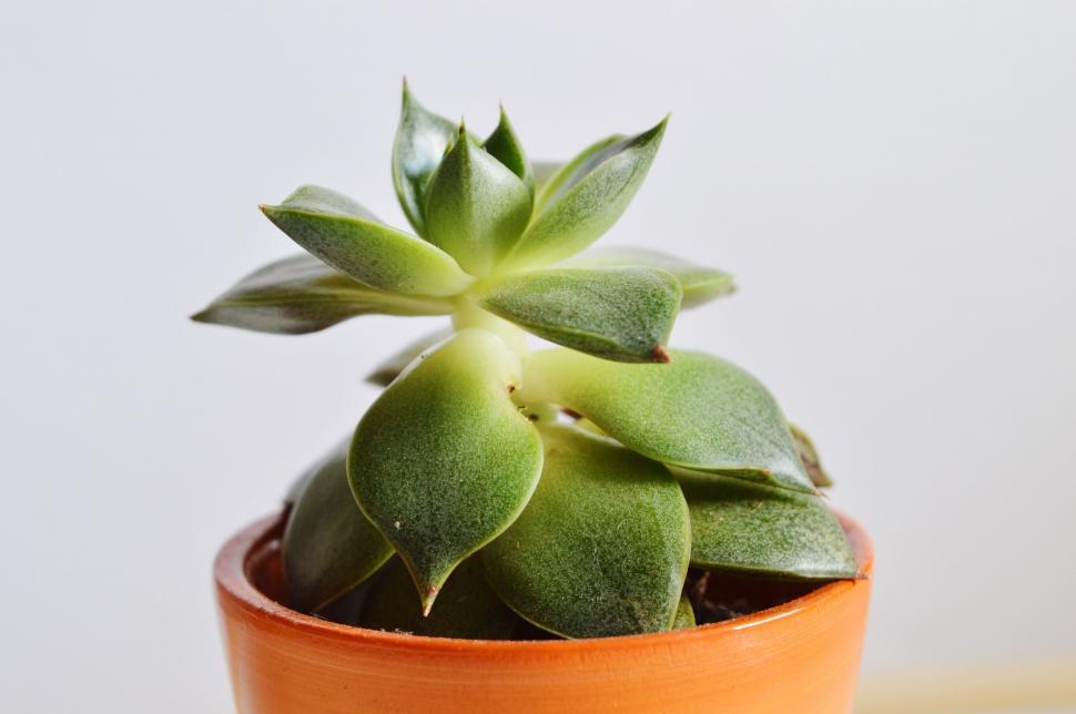 Free Stock Photo of Potted Plant | Download Free Images and Free ...