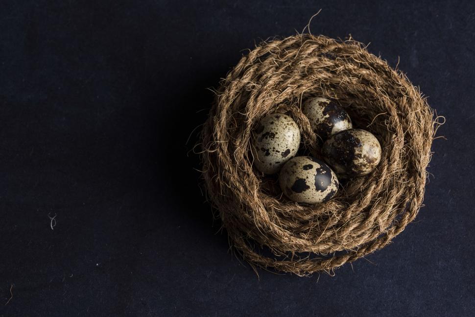 Free Stock Photo of Quail eggs | Download Free Images and Free ...