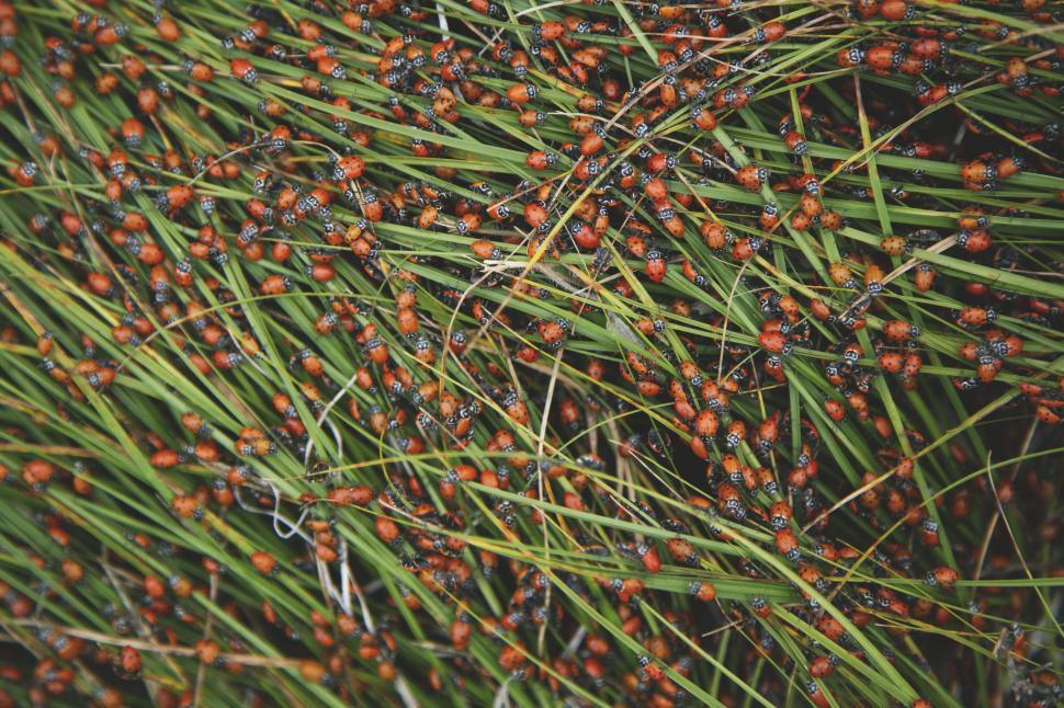 Free Stock Photo of Lady bug swarm | Download Free Images and Free ...
