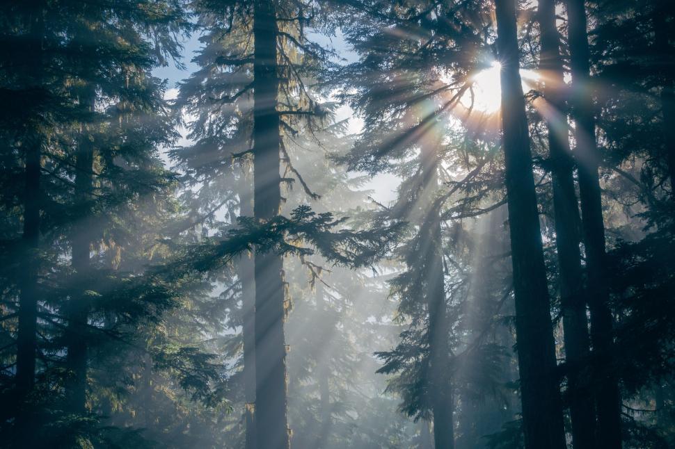 Free Stock Photo of Sunbeam and Trees | Download Free Images and Free ...
