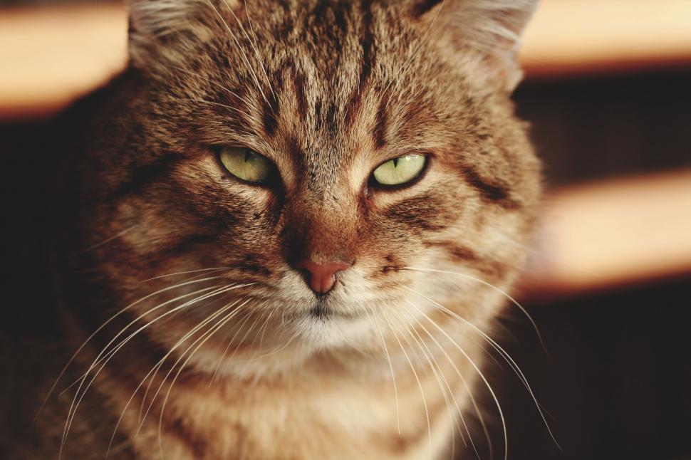 Free Stock Photo of Cat Eyes looking at camera | Download Free Images ...