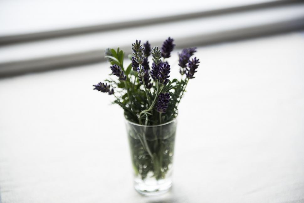 Free Stock Photo of Lavender Flowers in vase | Download Free Images and ...