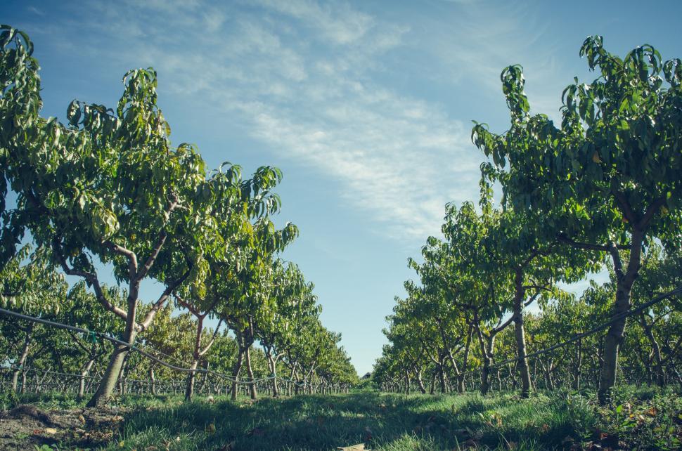 Free Stock Photo of Farmland and Trees | Download Free Images and Free ...
