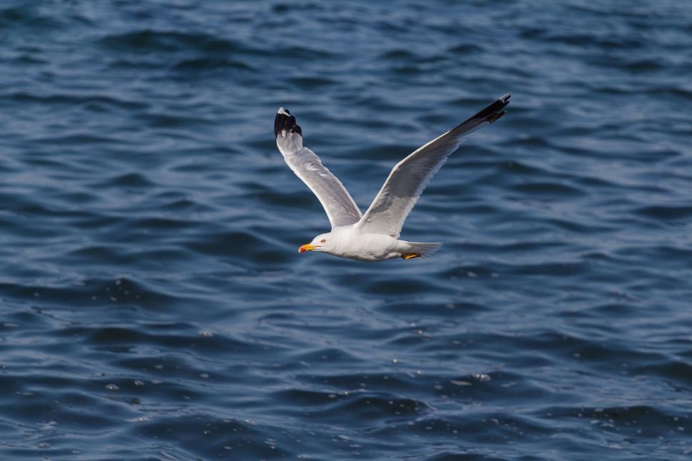 Free Stock Photo of Seagull and Ocean | Download Free Images and Free ...