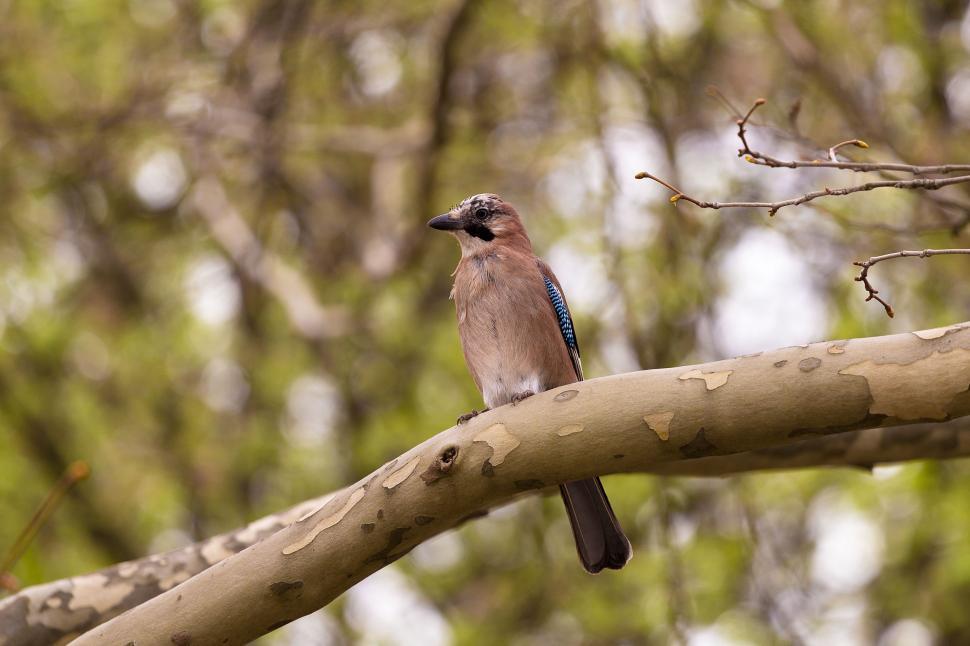 Free Stock Photo of Eurasian jay | Download Free Images and Free ...