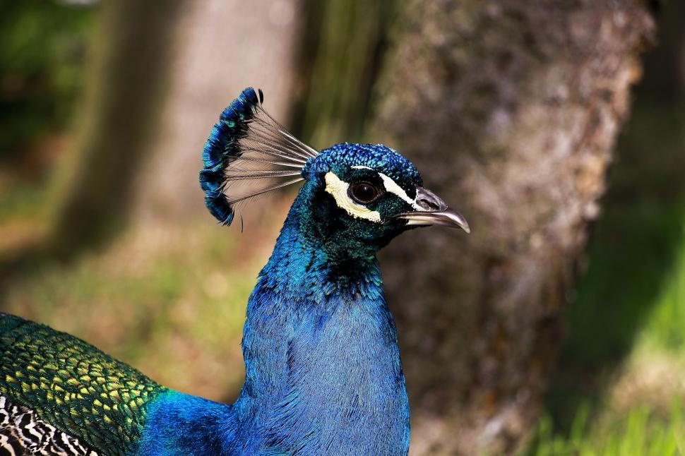 Free Stock Photo of Peacock Head | Download Free Images and Free ...