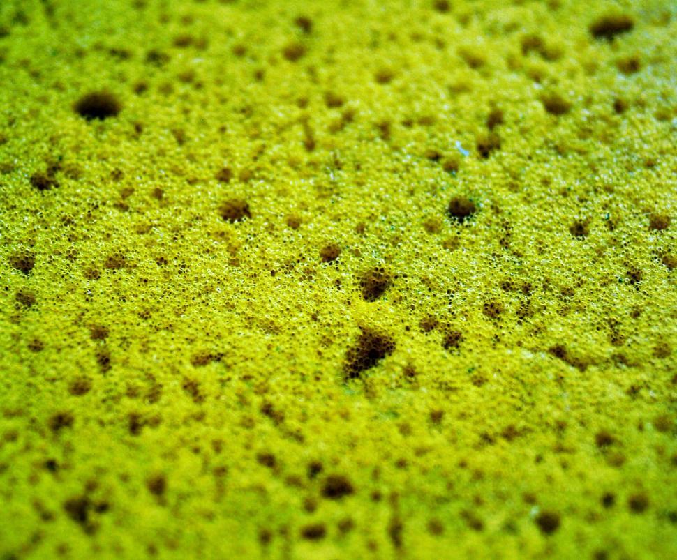 Free Stock Photo of Yellow sponge - background | Download Free Images ...
