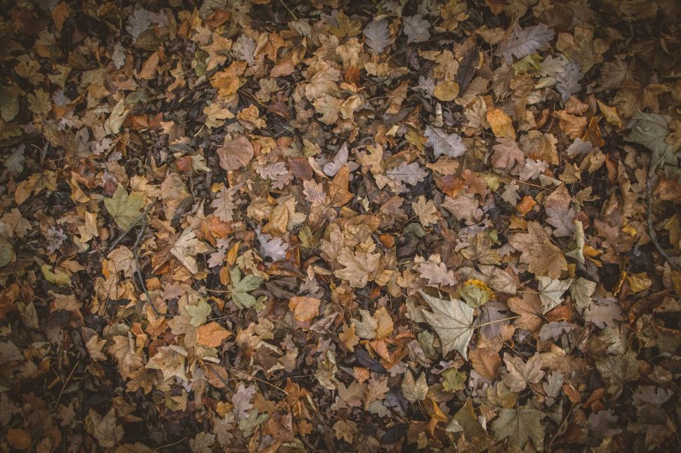 Free Stock Photo of Brown Autumn Leaves on ground | Download Free ...