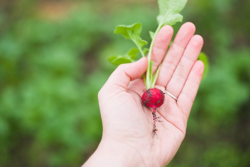 Free Stock Photo of Red Turnip | Download Free Images and Free ...