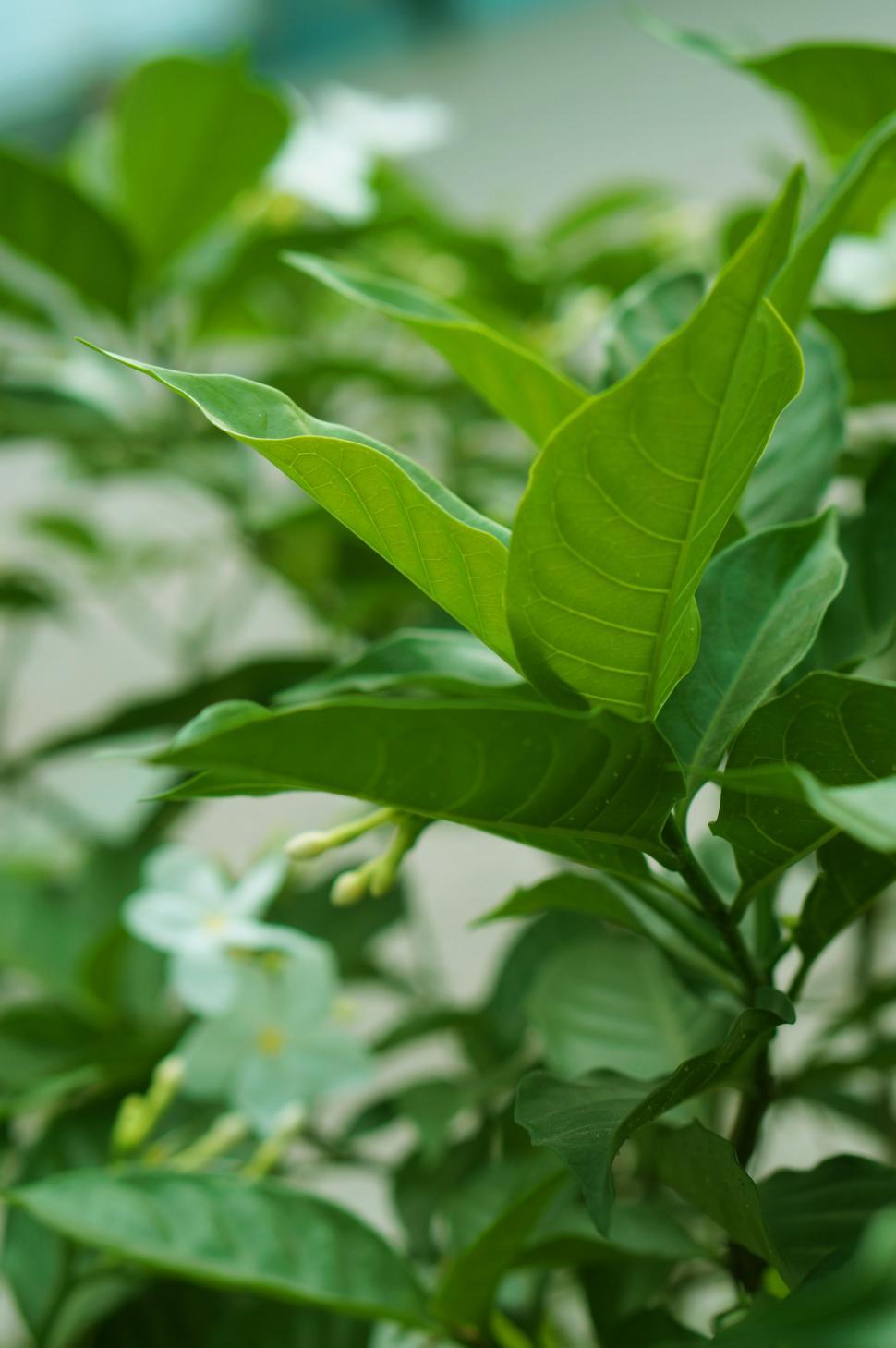 Free Stock Photo of Tea Plant | Download Free Images and Free Illustrations