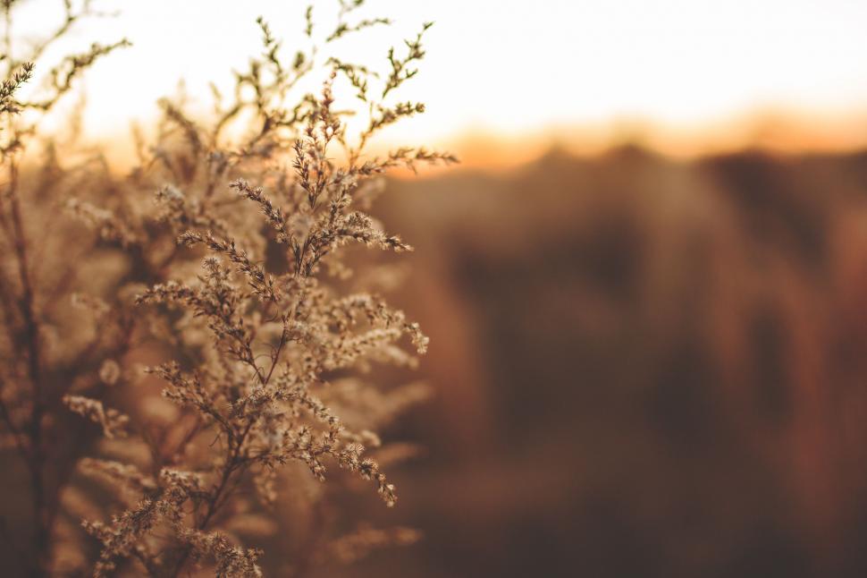 Free Stock Photo of Reed grass | Download Free Images and Free ...