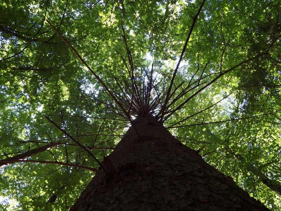 Free Stock Photo of Tree Trunk From Below | Download Free Images and ...