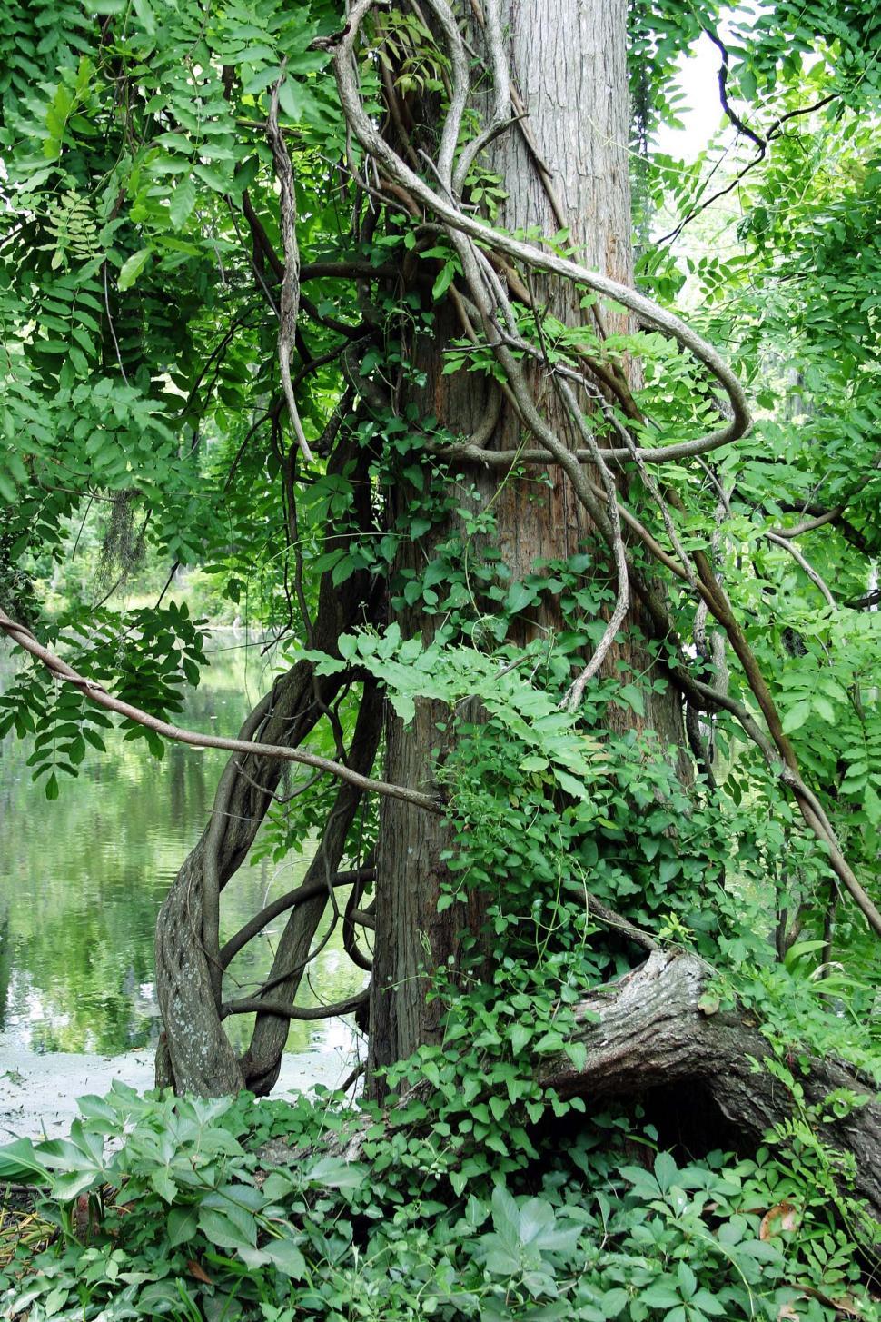 Free Stock Photo of dense tree | Download Free Images and Free ...