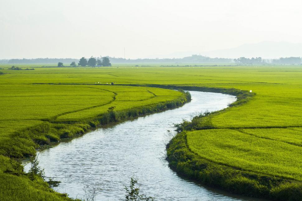Free Stock Photo of Rice Farming | Download Free Images and Free ...