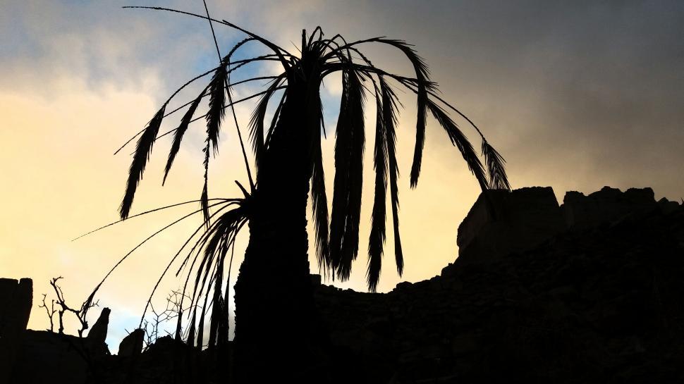 Free Stock Photo of Dead Tree | Download Free Images and Free Illustrations