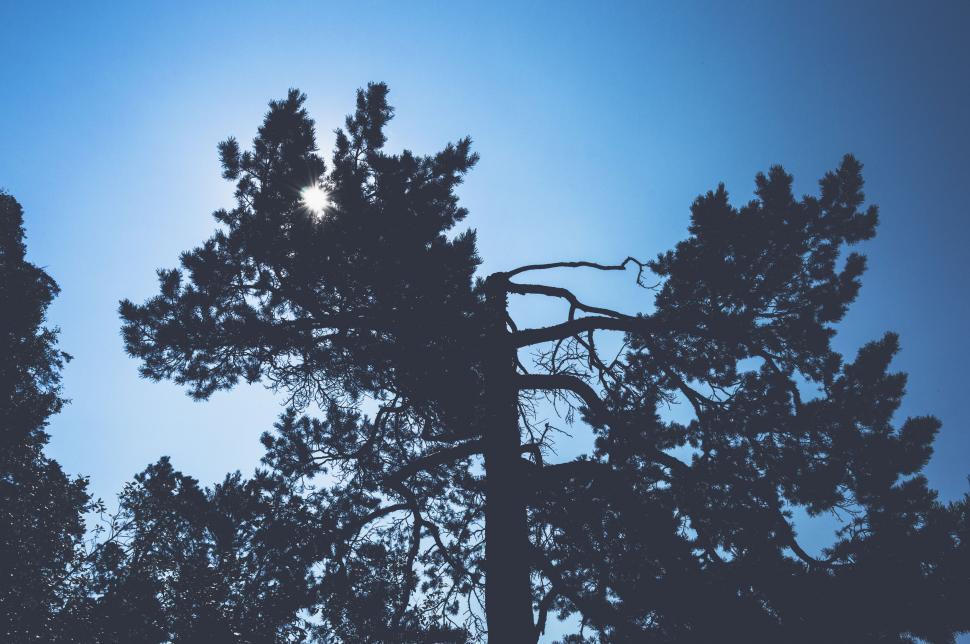 Free Stock Photo of Black Trees with Sun | Download Free Images and ...