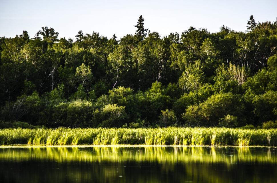 Free Stock Photo of Lake and Trees With Reflection | Download Free ...