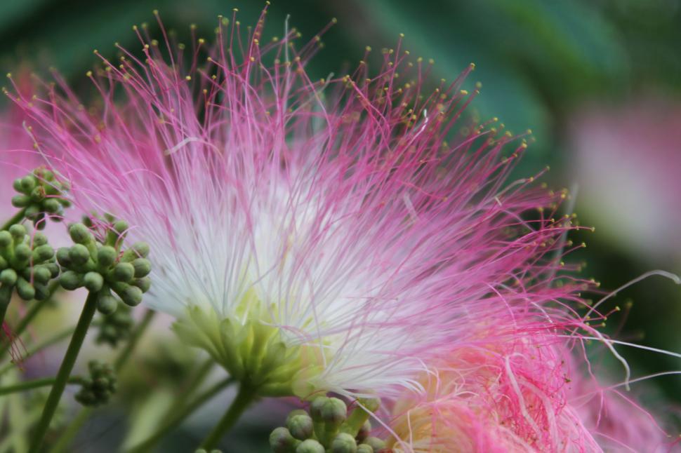 Free Stock Photo of Samanea Saman Flower | Download Free Images and ...