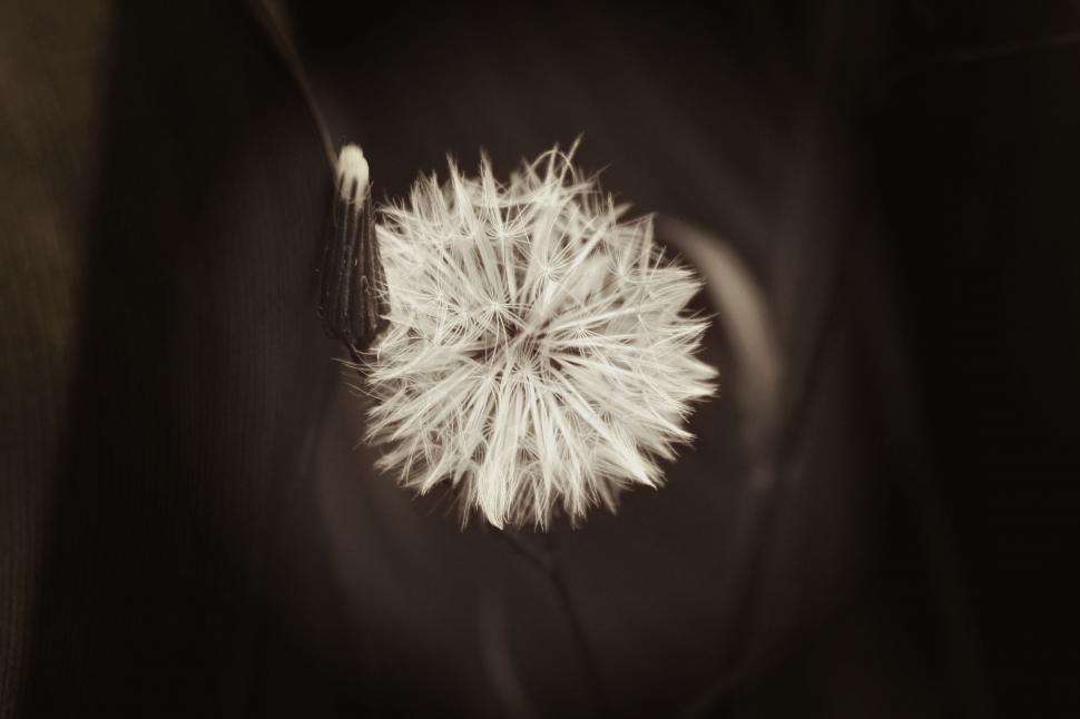 Free Stock Photo of Dandelion flower | Download Free Images and Free ...