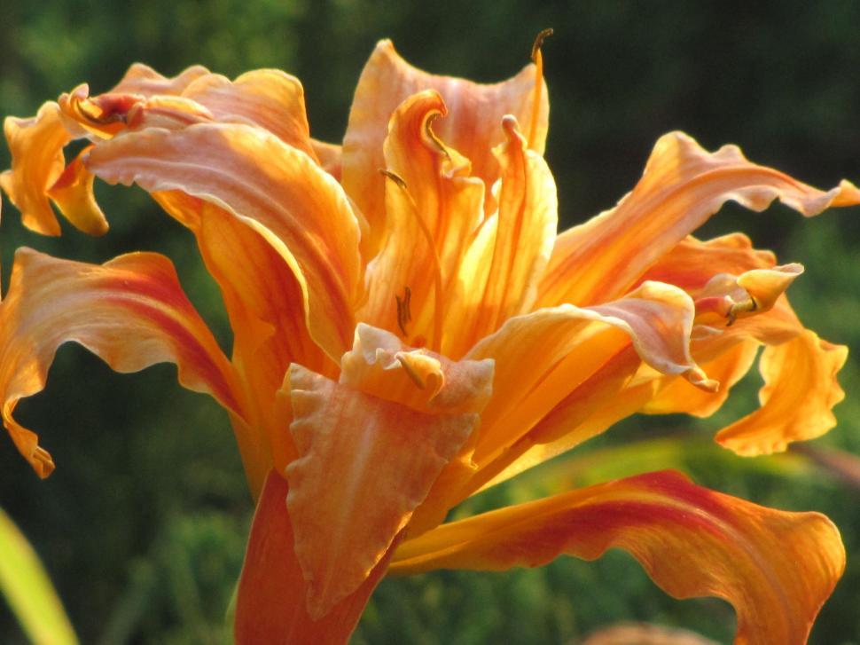 Free Stock Photo of Orange Flowers | Download Free Images and Free ...