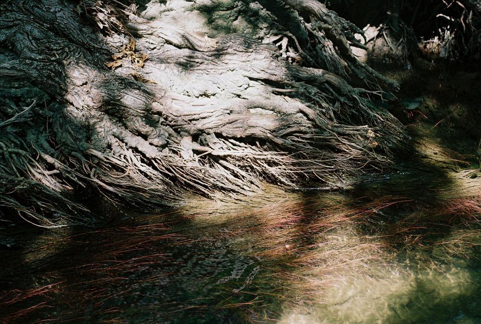 Free Stock Photo of Roots | Download Free Images and Free Illustrations