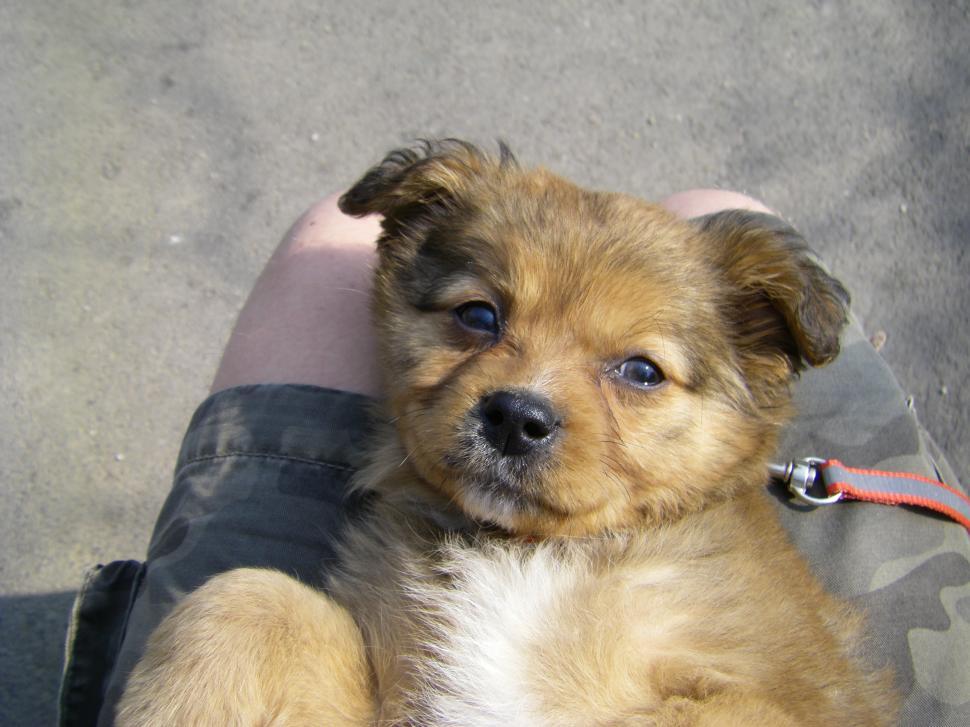 Free Stock Photo of Small Dog | Download Free Images and Free Illustrations