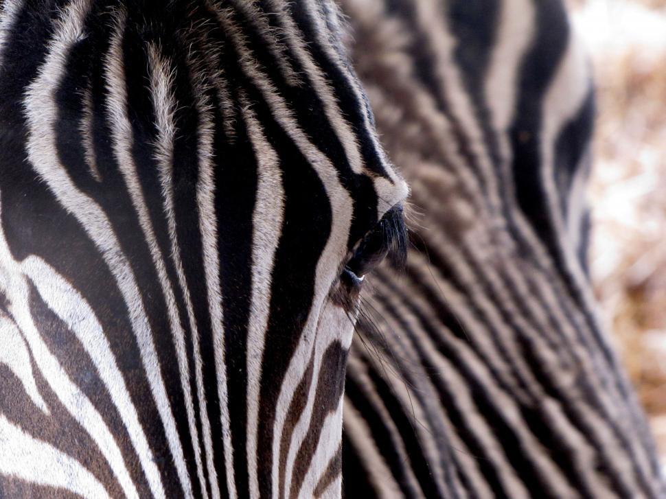 Free Stock Photo of Zebra Eye | Download Free Images and Free Illustrations