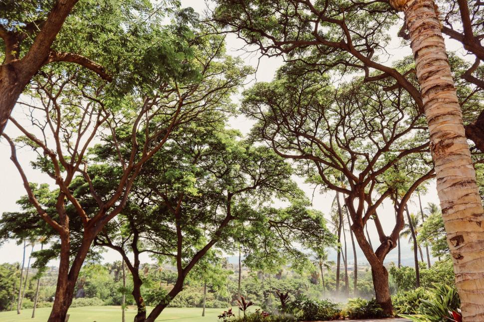 Free Stock Photo of Tree Branches | Download Free Images and Free ...