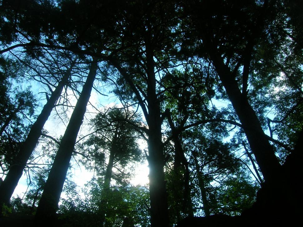 Free Stock Photo of Tall Pines | Download Free Images and Free ...