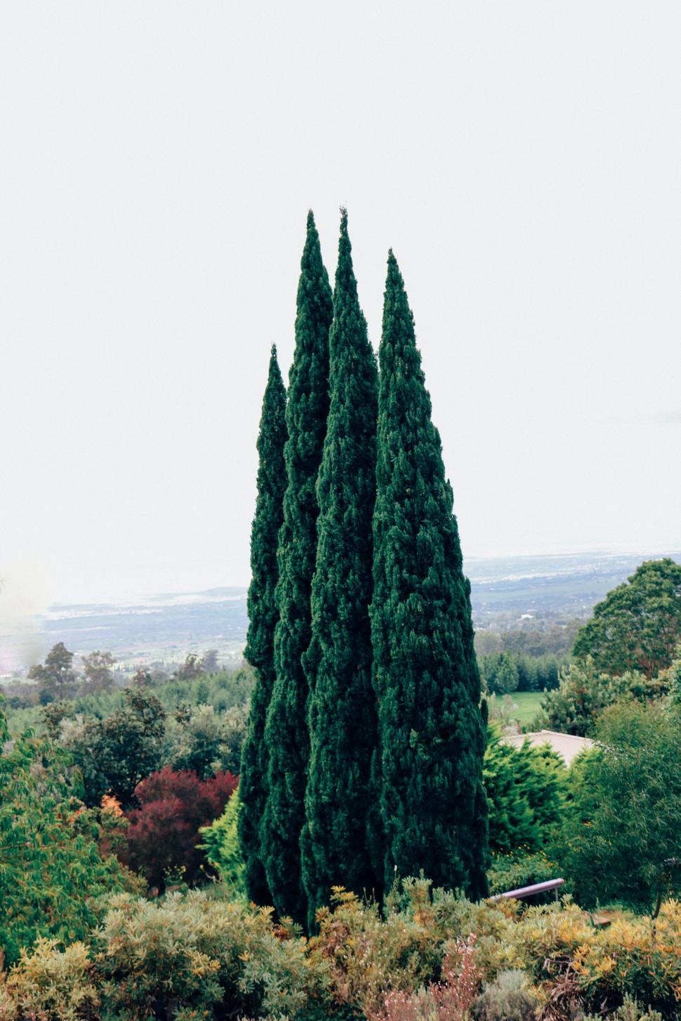 Free Stock Photo of Tall Trees in forest | Download Free Images and ...