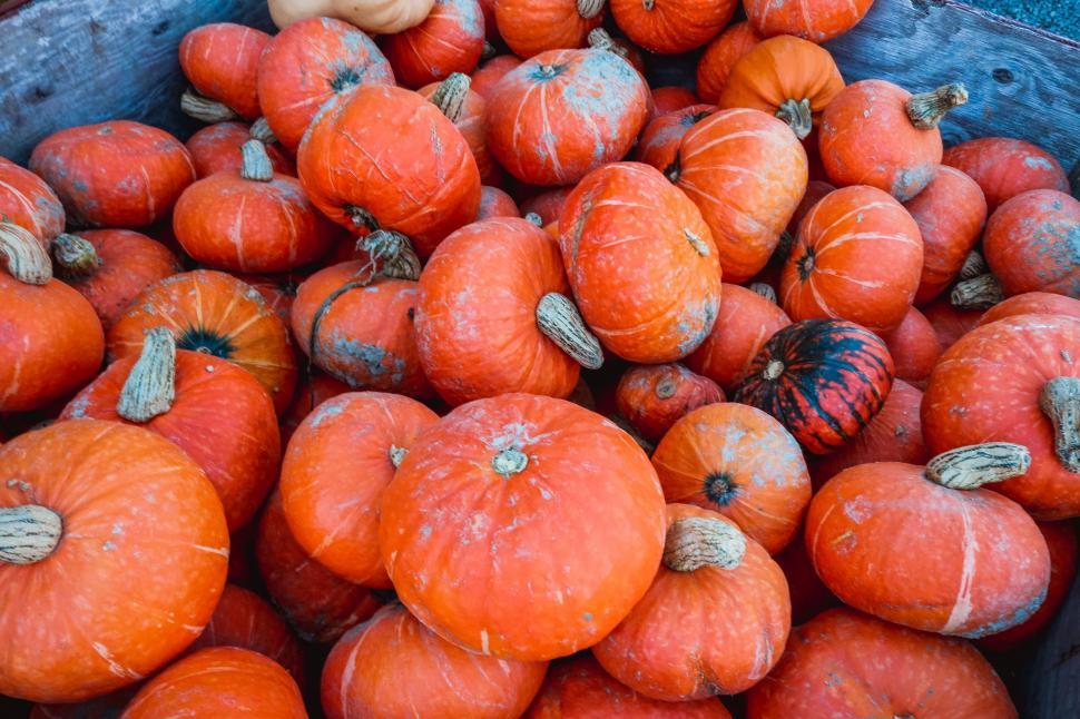 Free Stock Photo of Orange Pumpkins For Sale | Download Free Images and ...