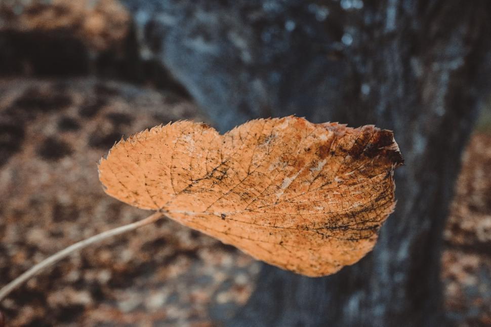 Free Stock Photo of Autumn Leaf | Download Free Images and Free ...
