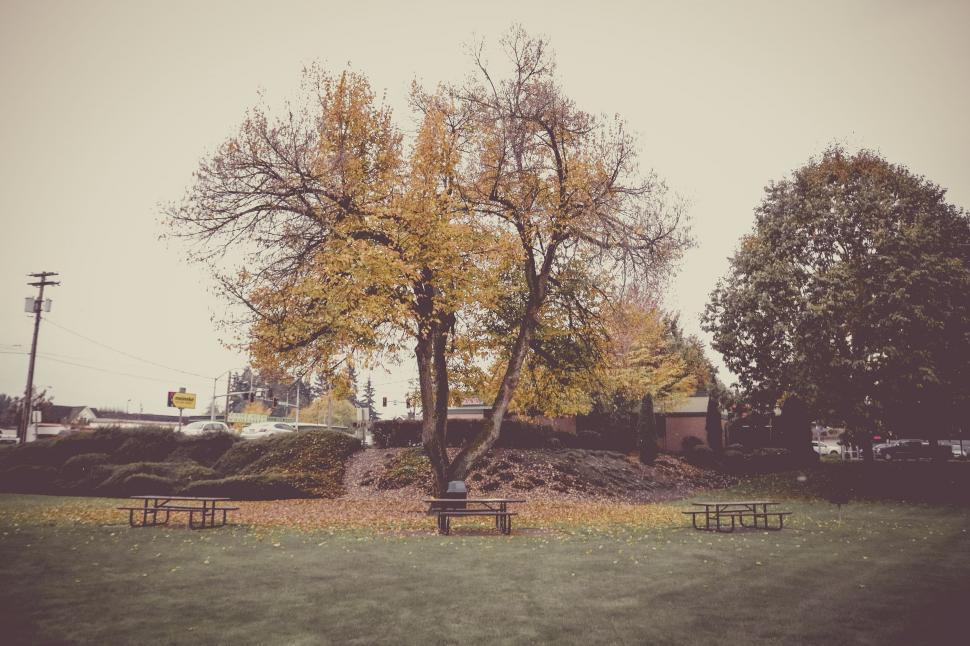 Free Stock Photo of Autumn Trees and Benches in park | Download Free ...