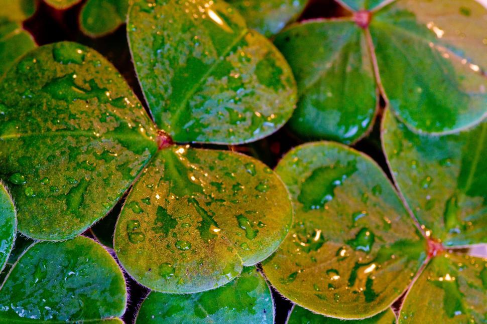 Free Stock Photo of Shamrock leaves | Download Free Images and Free ...