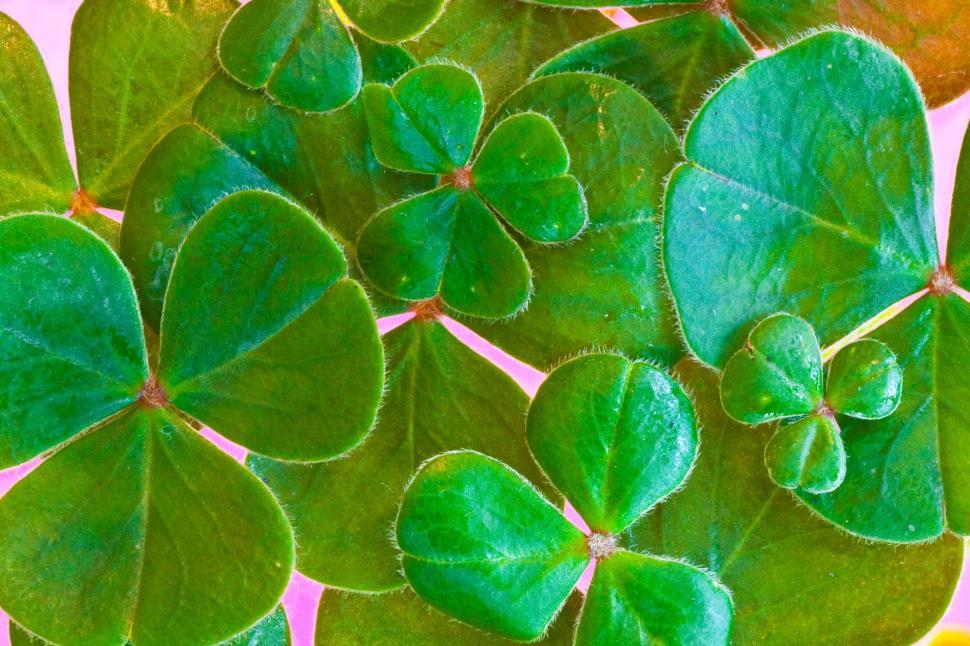 Free Stock Photo of Shamrock leaves | Download Free Images and Free ...
