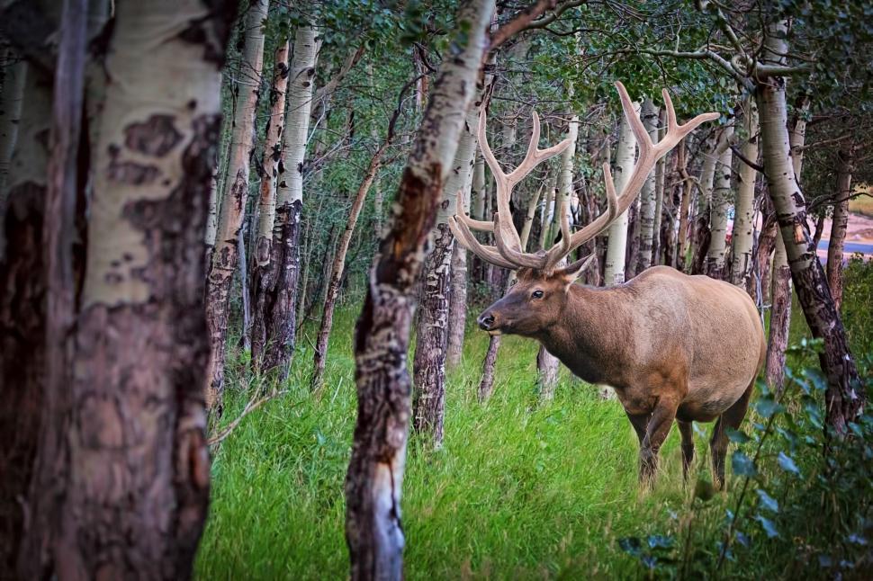 Free Stock Photo of Elk (Animal) | Download Free Images and Free ...