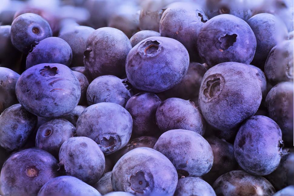 Free Stock Photo of Blueberries | Download Free Images and Free ...