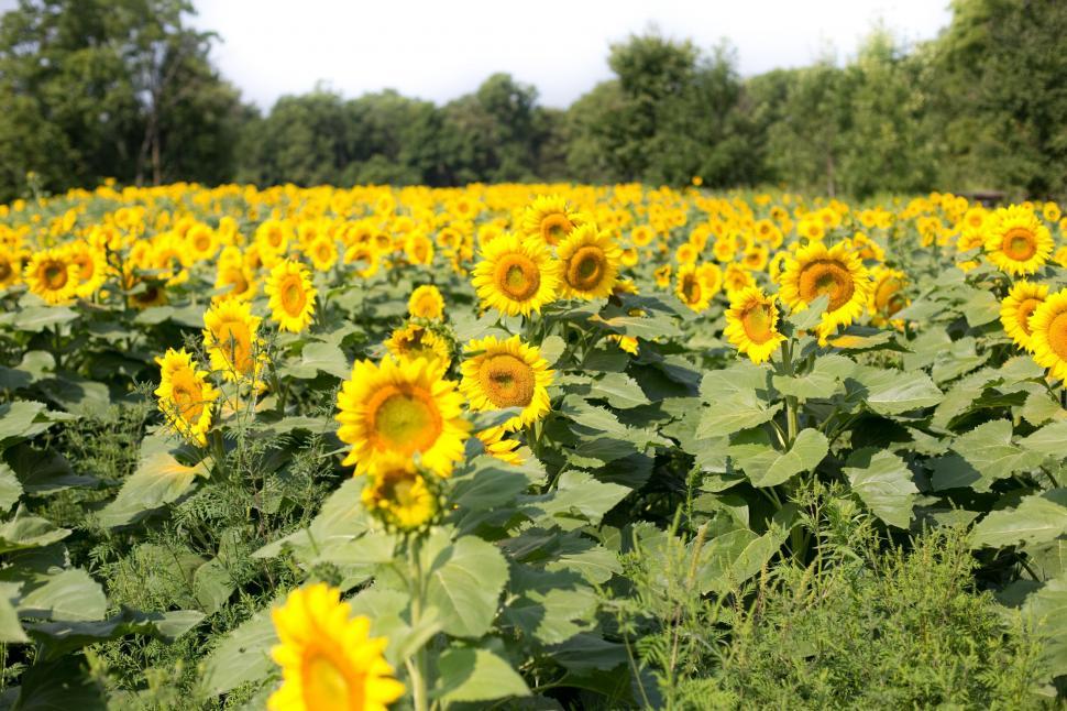 Free Stock Photo of Sunflowers | Download Free Images and Free ...