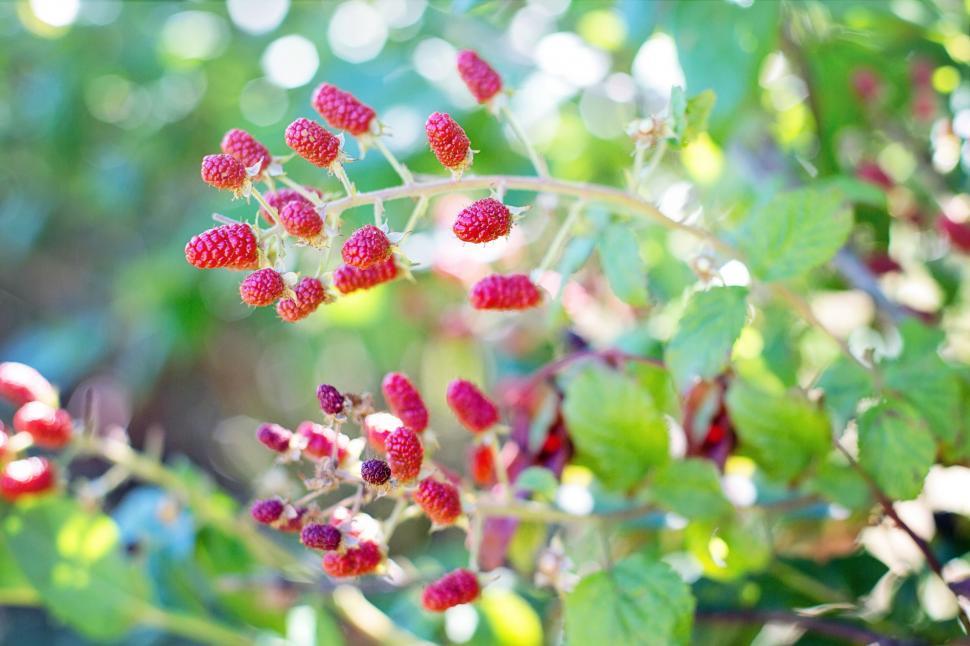 Free Stock Photo of Raspberry bush | Download Free Images and Free ...
