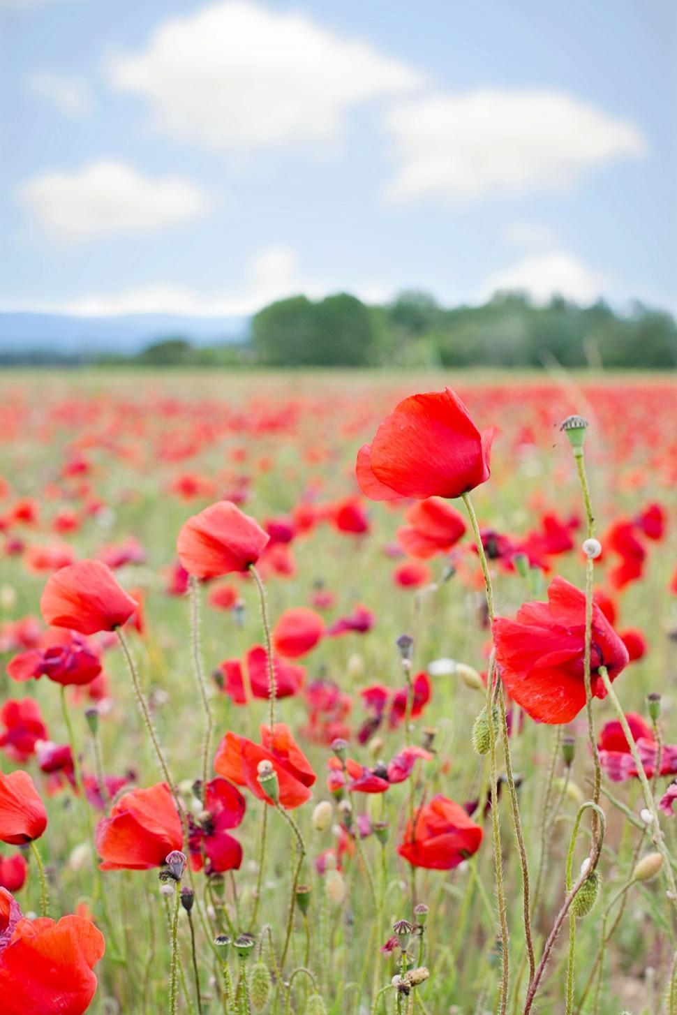 Free Stock Photo of Red Flowers | Download Free Images and Free ...