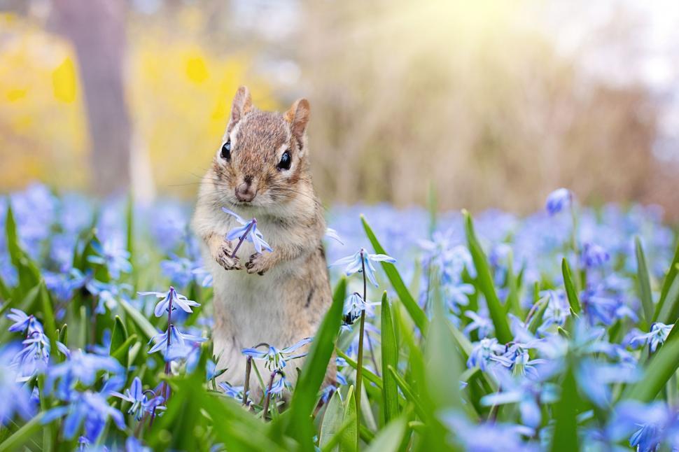 Free Stock Photo of Chipmunk and flowers - looking at camera | Download ...